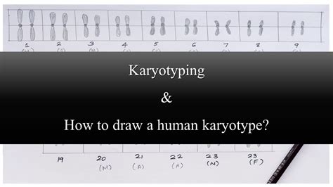 What Is Karyotyping And How To Draw A Human Karyotype Youtube