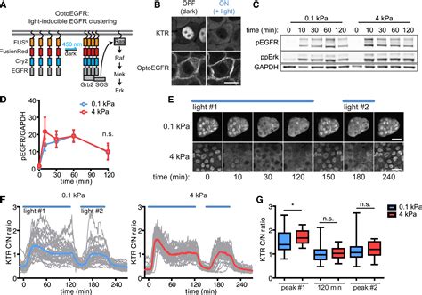 Substratum Stiffness Regulates Erk Signaling Dynamics Through Receptor Level Control Cell Reports