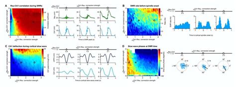 Bidirectional Projections Between The Reuniens And Ca1 Control Download Scientific Diagram