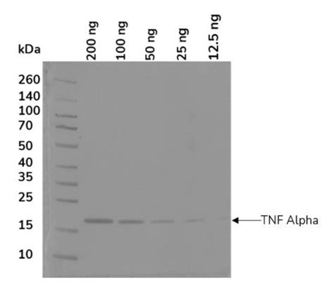 Human Anti Tnf Alpha Cape Biologix