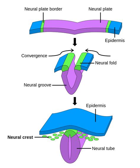 Neural Crest Wikipedia