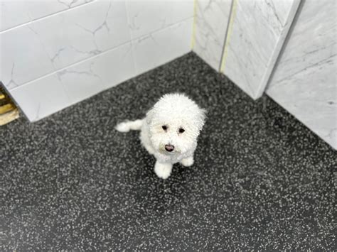 비숑프리제 빠숑 털빠짐없는브리티쉬숏헤어키우기 털빠짐없는스코티쉬폴드키우기 털빠짐없는러시안블루키우기 털빠짐없는강아지키우기 털빠짐없는고양이키우기 털빠짐없는강아지종류 털빠짐없는