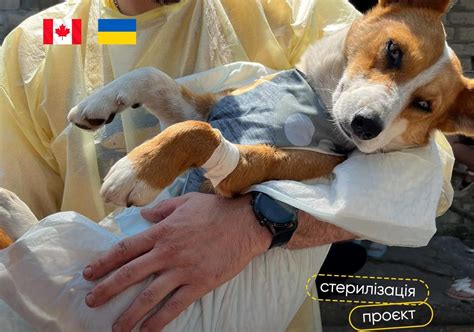 На Кіровоградщині безкоштовно стерилізуватимуть безпритульних тварин як звернутися за послугою