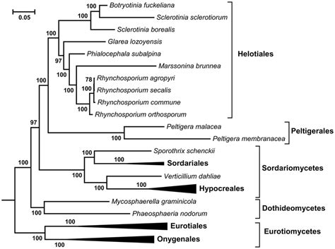 The Phylogenetic Tree Was Calculated From The Multiple Sequence Download Scientific Diagram