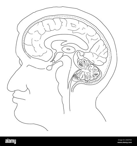 Nervous System Coloring Sheets 2025