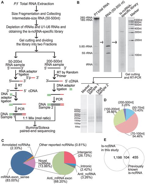 Illuminasolexa Paired End Sequencing And Data Analysis A The Download Scientific Diagram