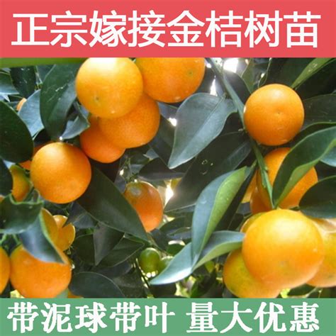 蜜糖金桔苗 金桔苗 第12页 大山谷图库