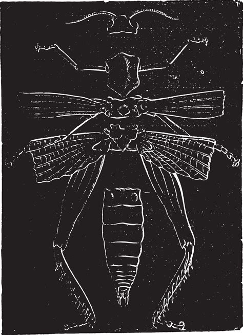Skeletal Anatomy Of A Grasshopper Vintage Engraving 34975887 Vector