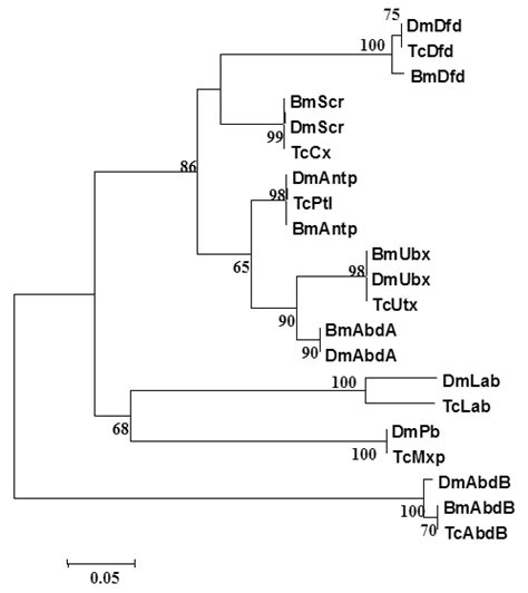 Protein Sequence Based Analysis Of The Evolutionary Relatedness Of