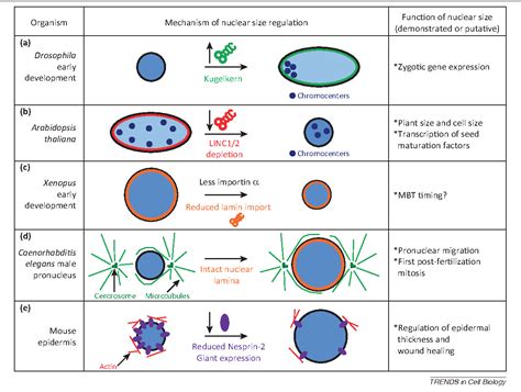 Figure 2 From Nuclear Size Regulation From Single Cells To Development And Disease Semantic