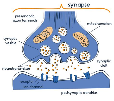 What Happens At The Synapse
