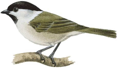 コガラ日本の鳥百科サントリーの愛鳥活動
