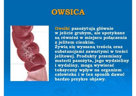 Owsica Prezentacja