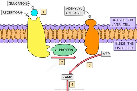 AQA A Level Biology复习笔记6 4 4 Glucagon 翰林国际教育
