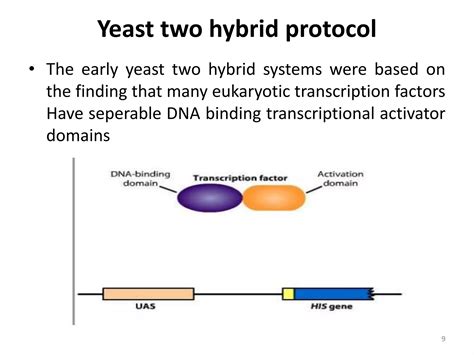 Yeast Two Hybrid System Pptx