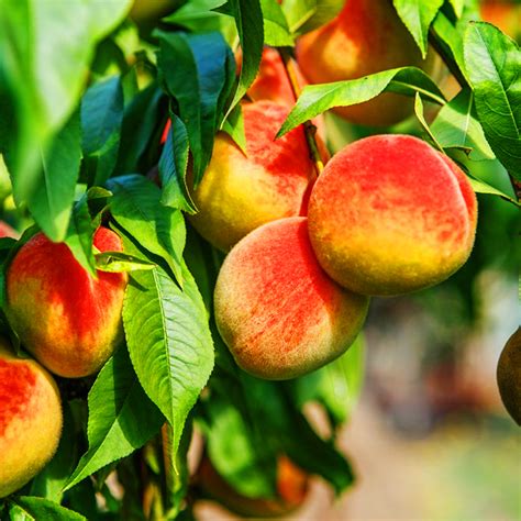 Ruby Prince Peach Tree For Sale Online The Tree Center