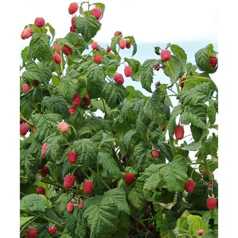 National Plant Network Raspberry Plant Pot Lw1672 At