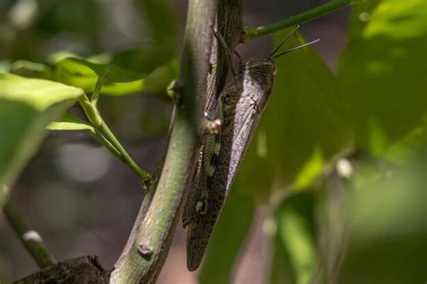 Grasshopper On A Tree Images Free Download On Freepik Grasshopper On A Tree Images Free Download On Freepik