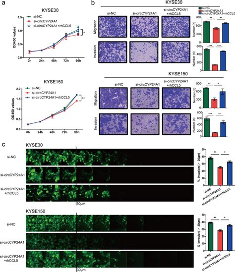 Circcyp24a1 Enhanced Proliferation Migration And Invasion Of Escc