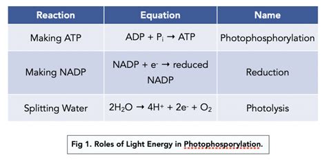 Cyclic And Non Cyclic Phosphorylation A Level Biology Study Mind