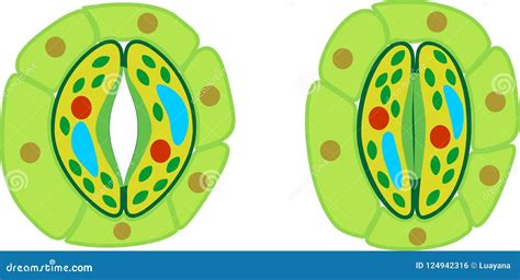 Stomatal Complex And Section View Of Stomate And Plant Leaf Structure Of Wandering Jew Plant
