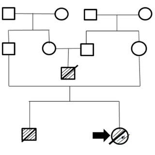 Family Tree Note The Square Indicates Male Sex And The Circle Female Download Scientific