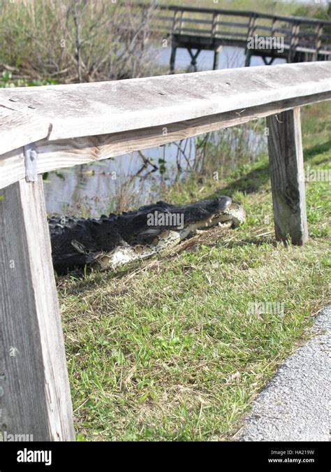 An Intense Encounter Between A Gator And A Python In The Everglades National Park Showcases The