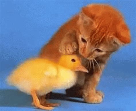  Cute Animals Tenor