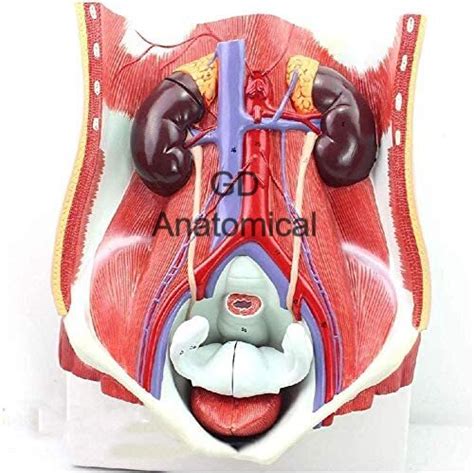 Urinary System Block Model Dual Sex 6 Parts