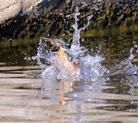 カワセミ 出水 GANREF