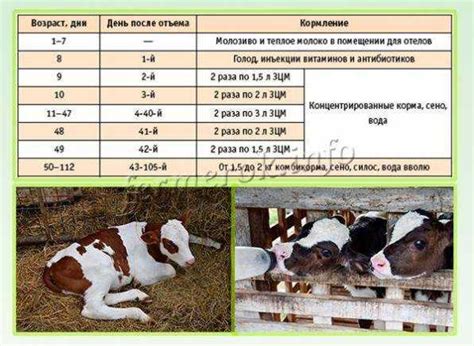 Кормление телят: советы