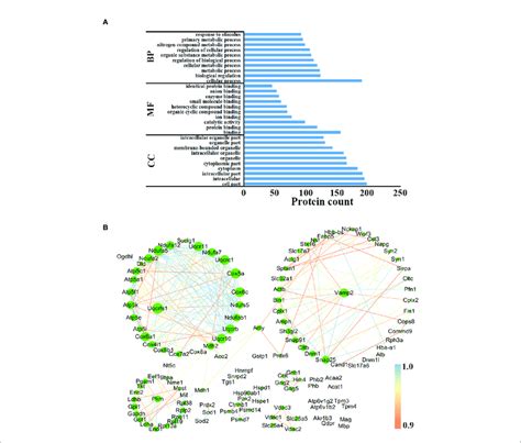 Functional Analysis Of The Precursor Protein Of Deps In The Download Scientific Diagram