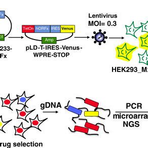 A Gain Of Function Cell Based Assay To Characterize The Mode Of Action Download Scientific