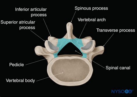Lamina Of Vertebral Arch Vertebral Column Anatomy Vertebrae Joints