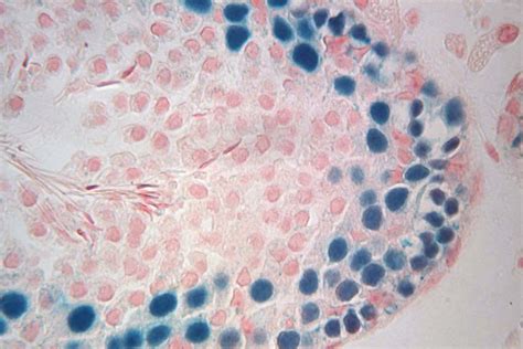Rat Testicle Cells Make Sperm After Being Frozen For 23 Years