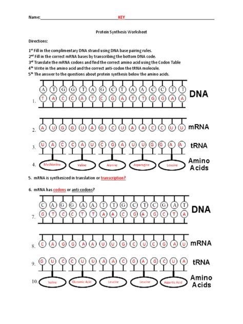 Protein Synthesis Worksheet Fill In DNA MRNA Codons Amino Worksheets Library