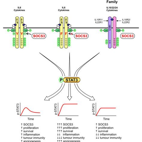 Strength And Duration Of STAT Activation Determines Cellular Download Scientific Diagram