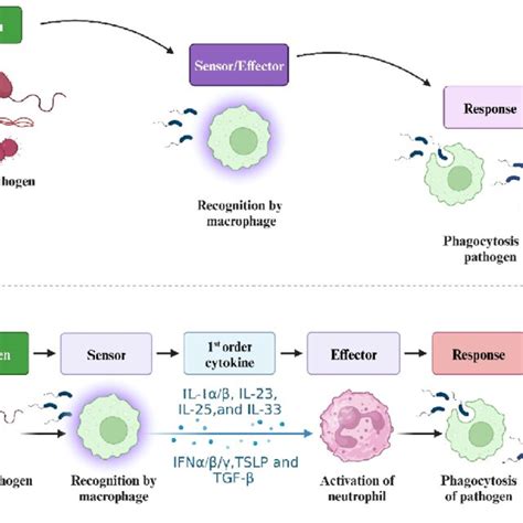 General Principles Of The Innate Immune Response The Innate Immune