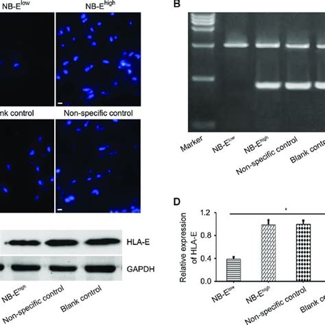 Hla E Expression In Neuroblastoma Cells A Immunofluorescence