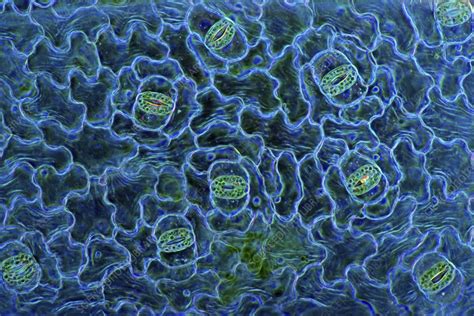 Stomata In Spath Leaf Epidermis Light Micrograph Stock Image C058 5384 Science Photo Library
