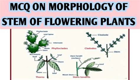 Mcq On Morphology Of Stem Of Flowering Plants Biologysir