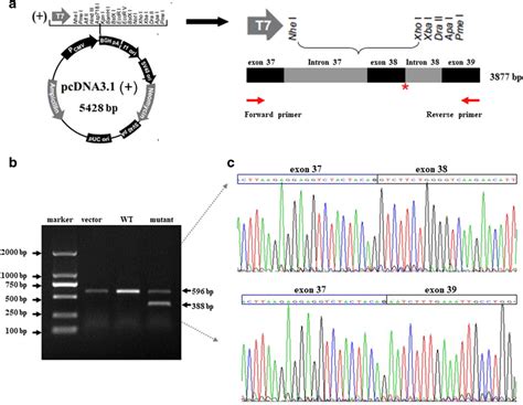 Minigene Splicing Assay In Hek 293 Cells A Schematic Representation