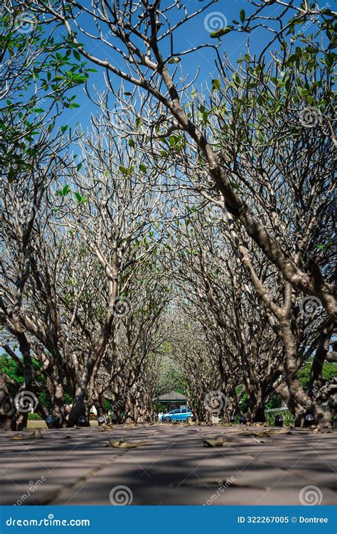 Frangipani Tree Tunnel At Nan National Museum Nan Province Thailand