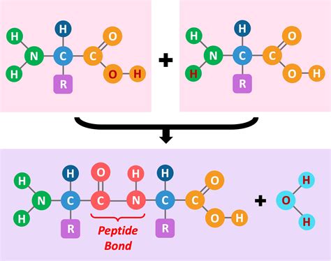 Polypeptides