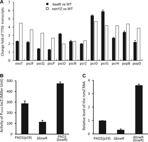Bswr Regulates The Transcription Of Small Rna Rsmz A The Gene Download Scientific Diagram