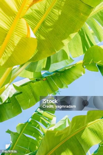 열대 녹색 또는 노란색 바나나 잎과 바나나 나무 텍스처 표면 배경입니다 여름 또는 열대 배경 개념 이미지입니다 바나나 잎의 세부