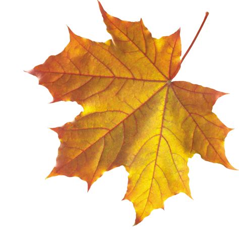 Chinar Leaf PNG