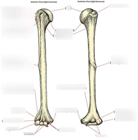 Humerus Anterior And Posterior View Diagram Quizlet