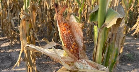 La Argentina Atraviesa Su Peor Sequía En 60 Años Cuáles Son Las Diferencias Con Las Anteriores