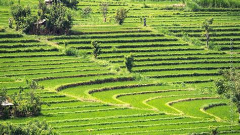 【반일투어】 발리 Kastala 계단식 논 뜽아난 마을 Kkday